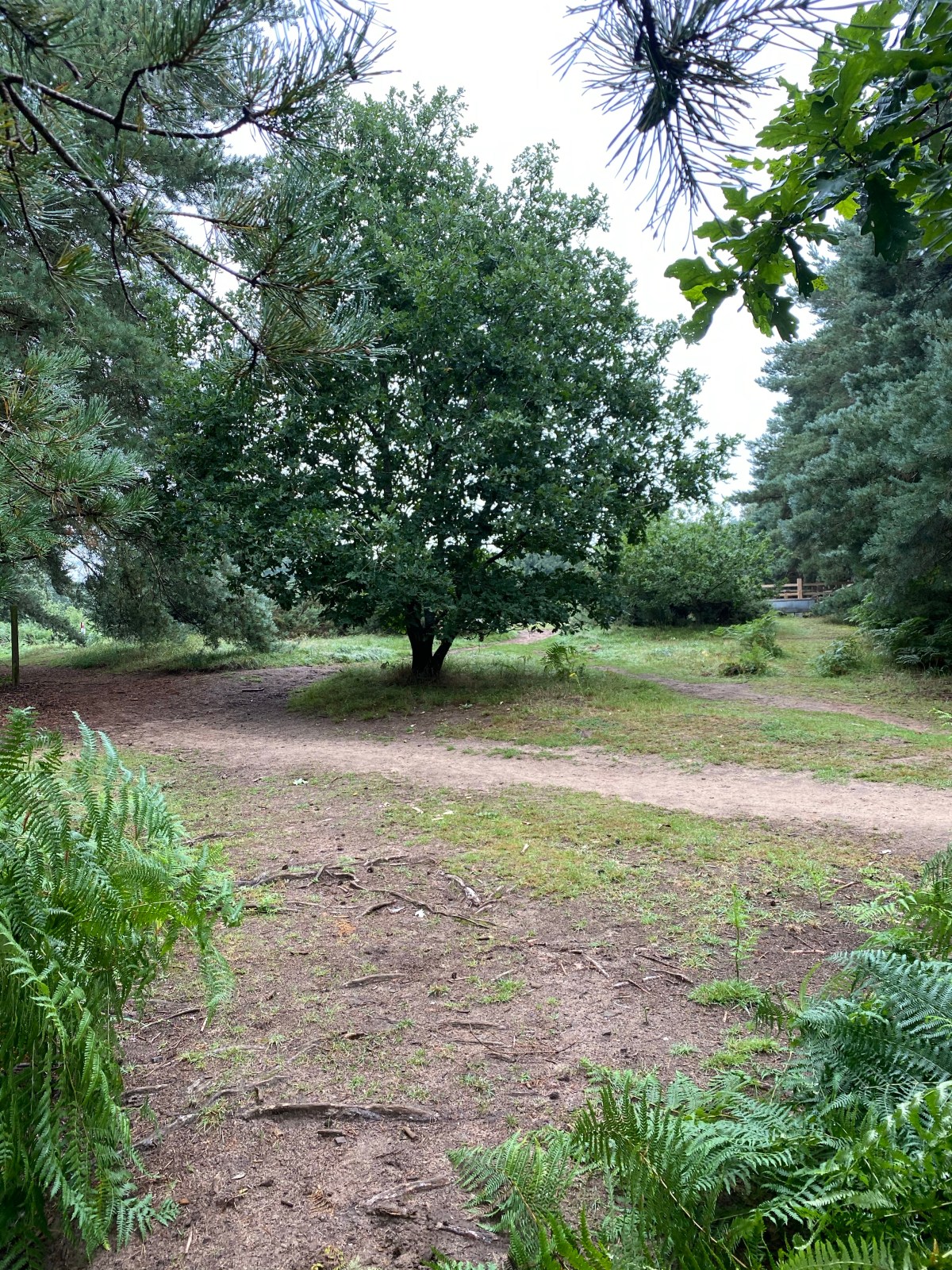 Rushmere Park – FIVE BEAN SOUP